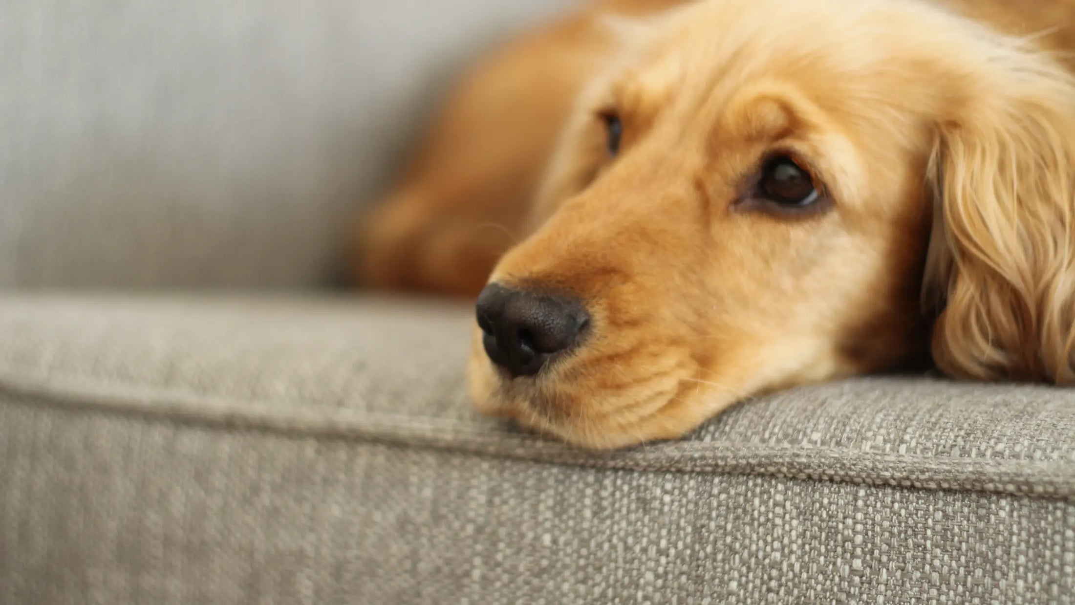 41 Things Dogs Dislike - What Owners Should Avoid Doing – Healthy Happy Dog