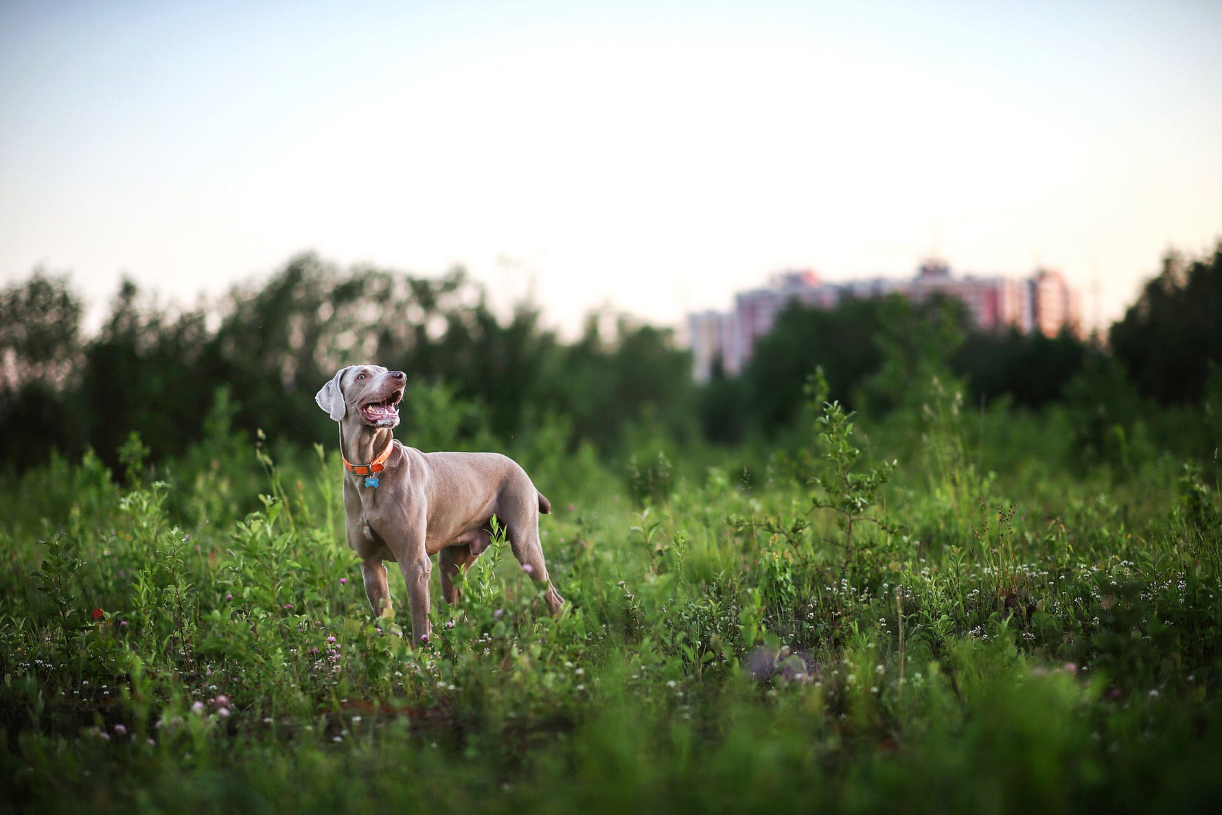 Healthy Happy Dog